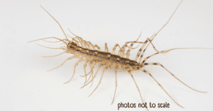 Bathroom Bugs Identification - 15 Bugs You'll See in a Bathroom