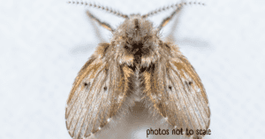 Bathroom Bugs Identification - 15 Bugs You'll See in a Bathroom