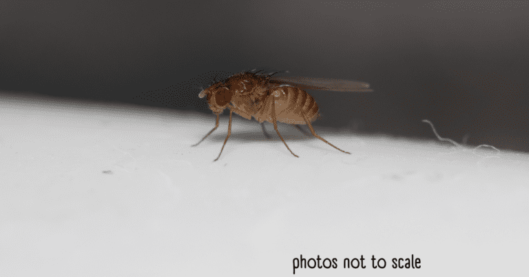 Bathroom Bugs Identification - 15 Bugs You'll See in a Bathroom
