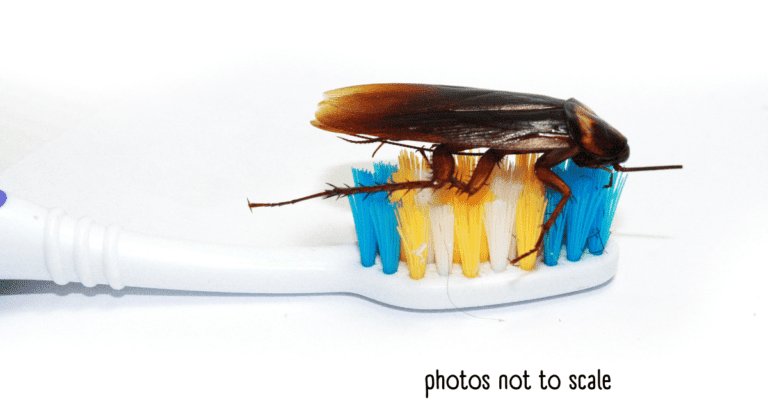 Bathroom Bugs Identification - 15 Bugs You'll See in a Bathroom