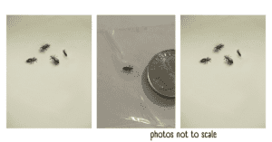Bathroom Bugs Identification - 15 Bugs You'll See in a Bathroom