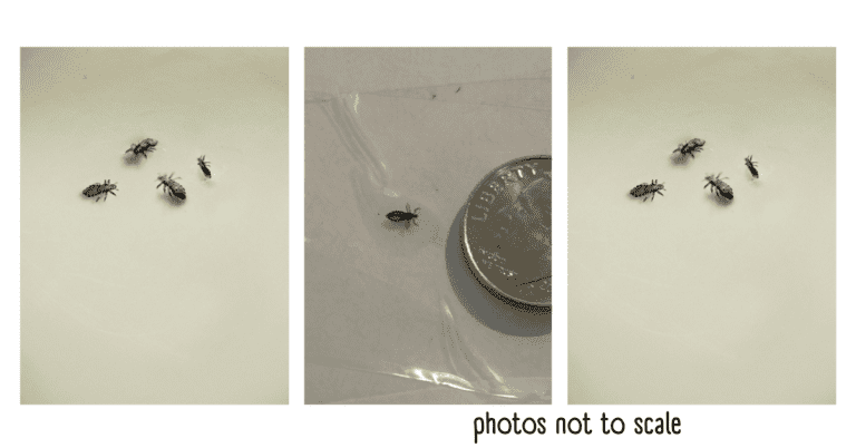 Bathroom Bugs Identification - 15 Bugs You'll See in a Bathroom