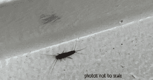 Bathroom Bugs Identification - 15 Bugs You'll See in a Bathroom