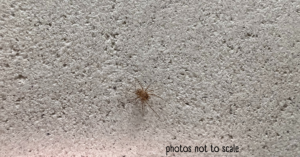 Bathroom Bugs Identification - 15 Bugs You'll See in a Bathroom