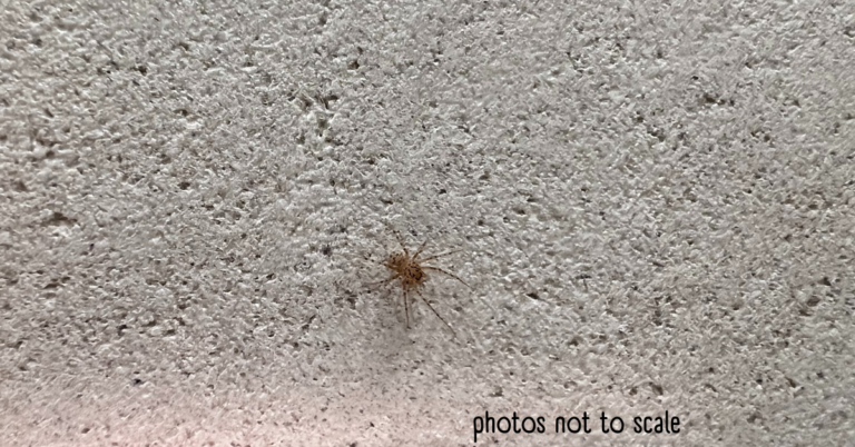 Bathroom Bugs Identification - 15 Bugs You'll See in a Bathroom