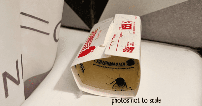 Bathroom Bugs Identification - 15 Bugs You'll See in a Bathroom
