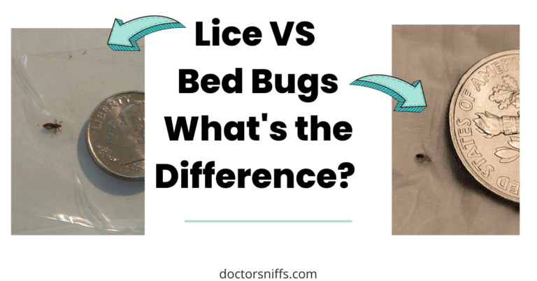 Lice VS Flea - Comparison: Friendly Guide to Pest Differences