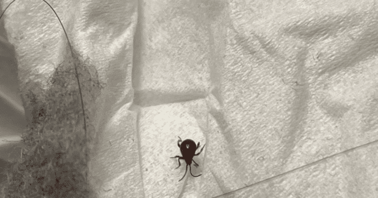 What is a Spider Beetle? and What to Do if You See One