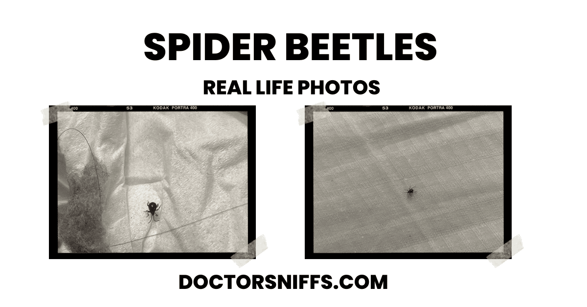 What is a Spider Beetle? and What to Do if You See One