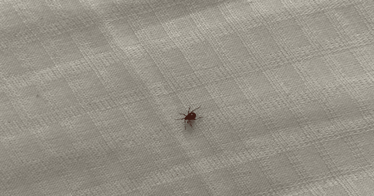 What is a Spider Beetle? and What to Do if You See One