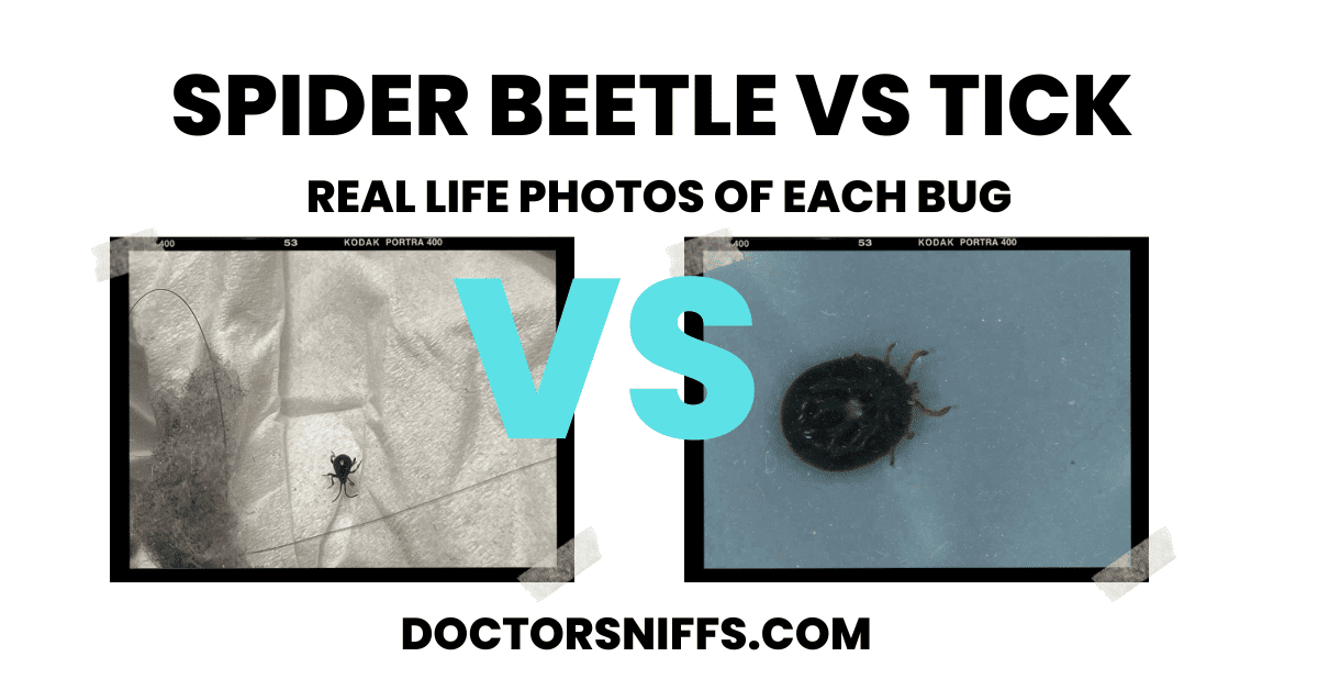 What is a Spider Beetle? and What to Do if You See One