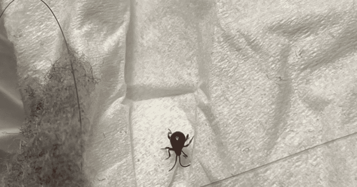 What is a Spider Beetle? and What to Do if You See One