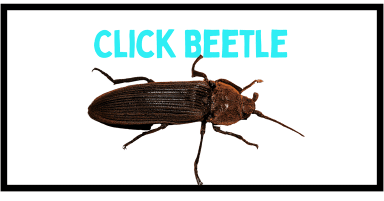 10 Beetles That Look Like Roaches - (With Photos)