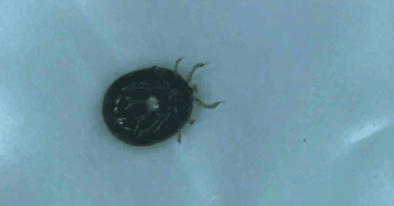 Examples of Tiny Black Bugs That Look Like Poppy Seeds