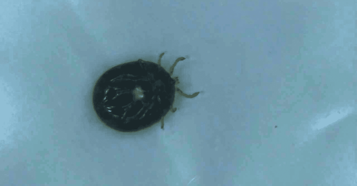 Examples of Tiny Black Bugs That Look Like Poppy Seeds