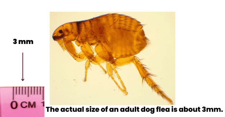 Can You See Fleas? A Complete Guide on Flea Size
