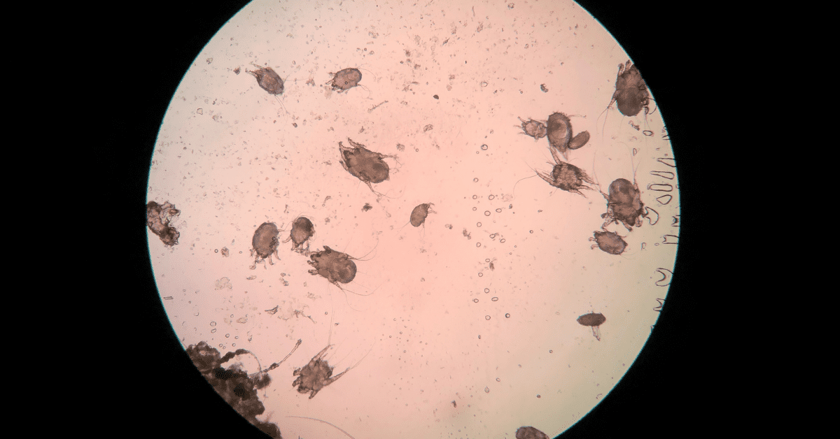 10 Examples of Mites That Bite Humans and Pets
