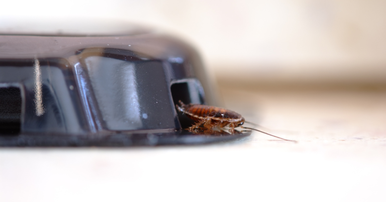 Cockroach Poop: What Does It Look Like?