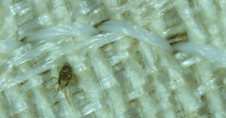 How to Get Rid of Bird Mites: A Step-by-Step Guide