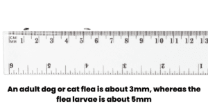 Can You See Fleas? A Complete Guide on Flea Size
