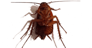 Baby Roach: What Do They Look Like? (With Photos)