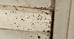 What are Some Bugs That Leave Black Spots on Walls? 7 Ideas