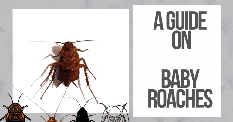 Baby Roach: What Do They Look Like? (With Photos)