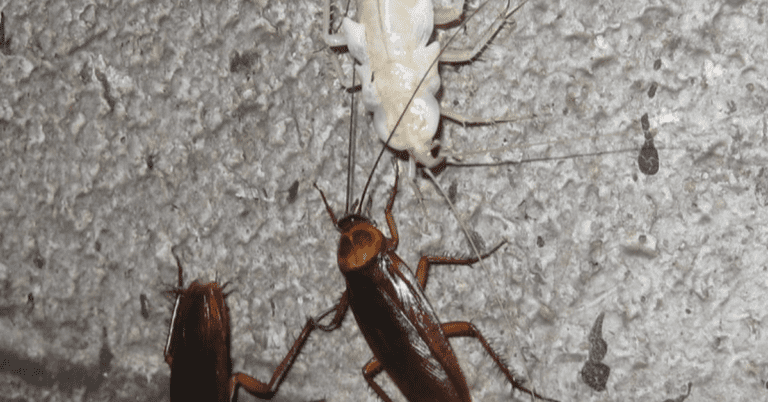 Baby Roach: What Do They Look Like? (With Photos)