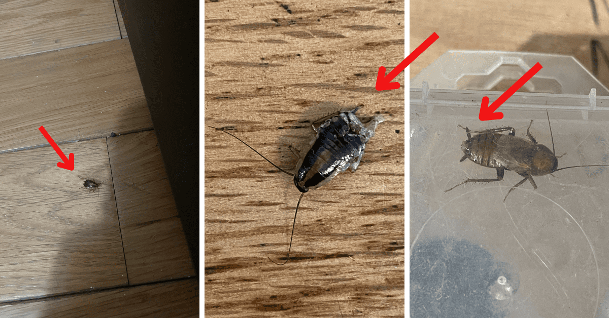 Baby Roach: What Do They Look Like? (With Photos)