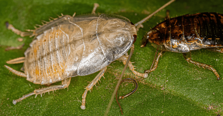 Baby Roach: What Do They Look Like? (With Photos)