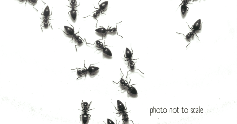 Basement Bugs Identification: 12 Bugs You'll Find in a Basement Basement Bugs Identification: 12 Bugs You'll Find in a Basement