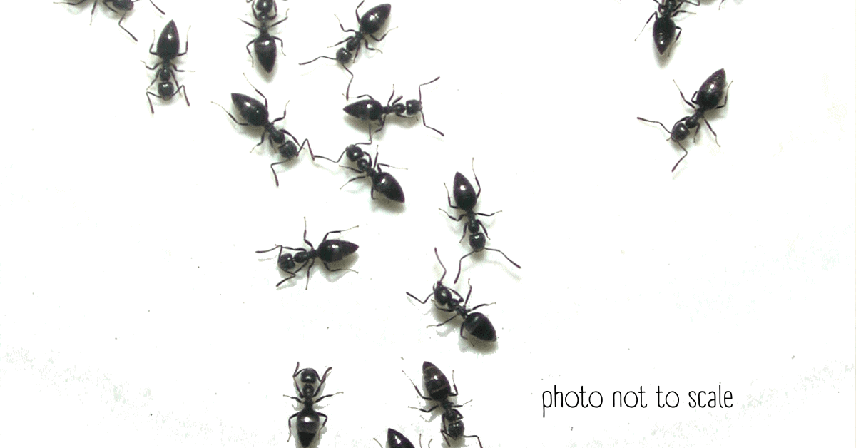 Basement Bugs Identification: 12 Bugs You'll Find in a Basement