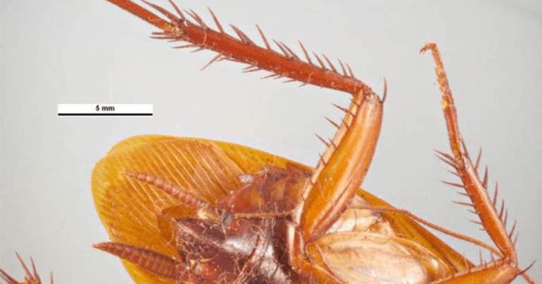 Can Cockroaches Climb Walls? Exploring their Anatomy