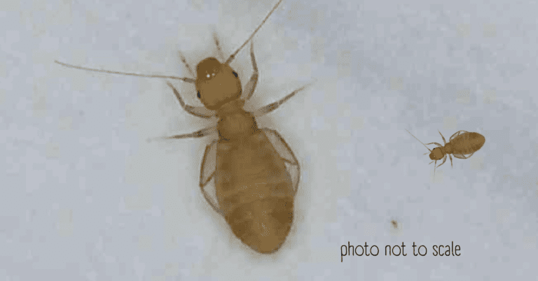 Basement Bugs Identification: 12 Bugs You'll Find in a Basement Basement Bugs Identification: 12 Bugs You'll Find in a Basement
