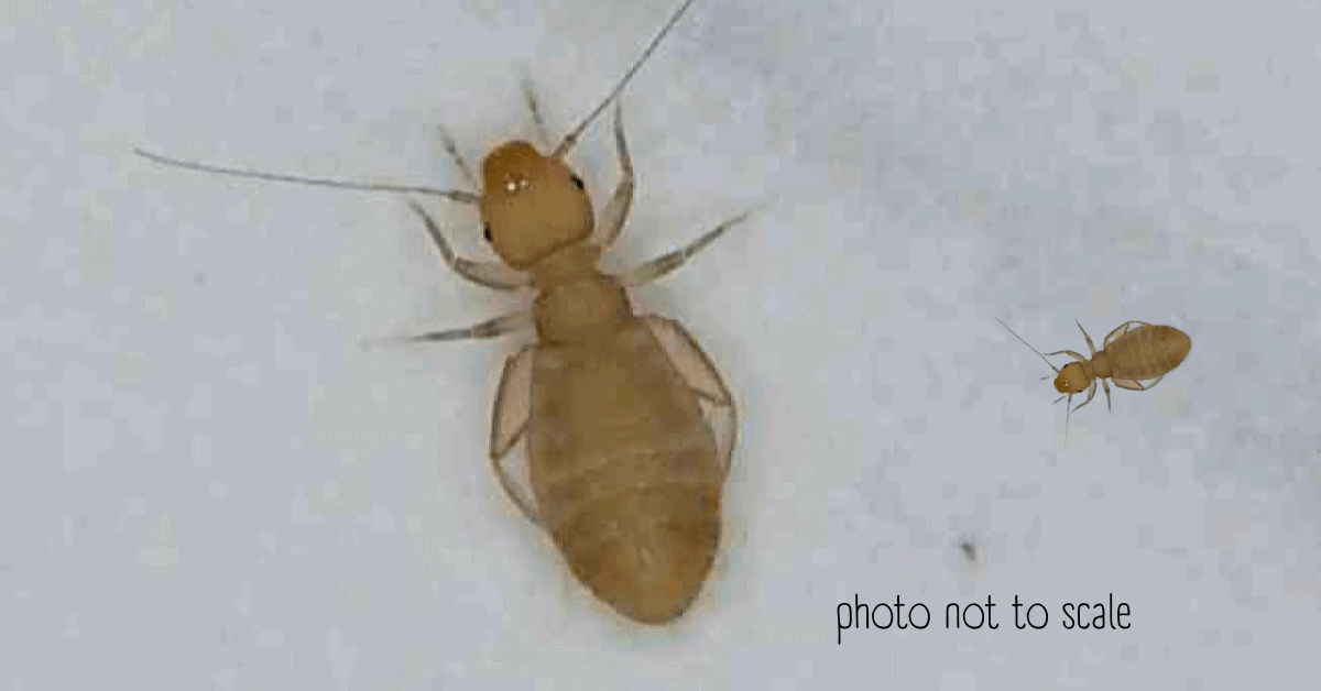 Basement Bugs Identification: 12 Bugs You'll Find in a Basement