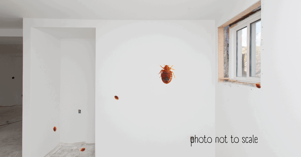 Basement Bugs Identification: 12 Bugs You'll Find in a Basement