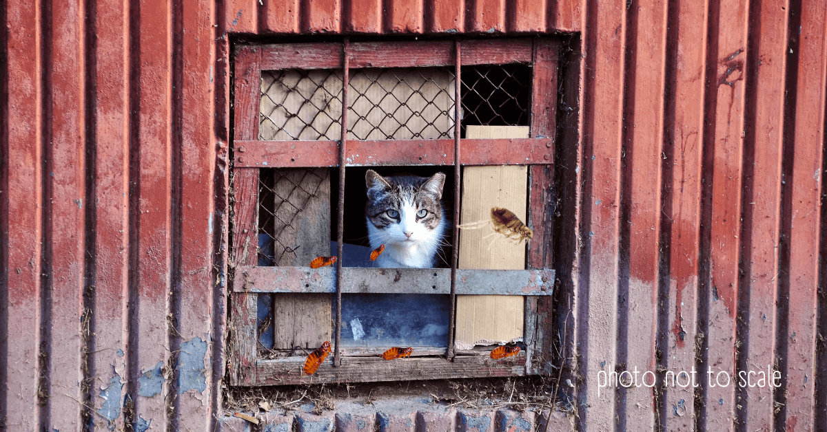 Basement Bugs Identification: 12 Bugs You'll Find in a Basement