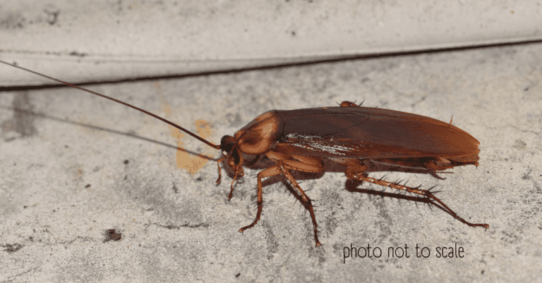 Basement Bugs Identification: 12 Bugs You'll Find in a Basement