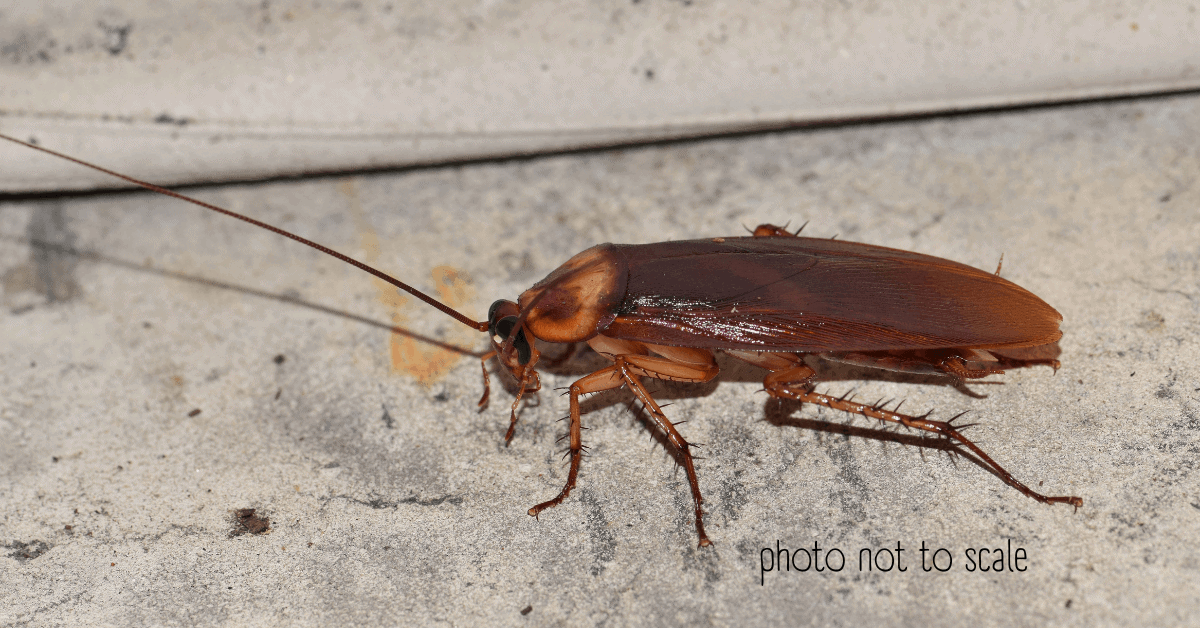 Basement Bugs Identification: 12 Bugs You'll Find in a Basement Basement Bugs Identification: 12 Bugs You'll Find in a Basement
