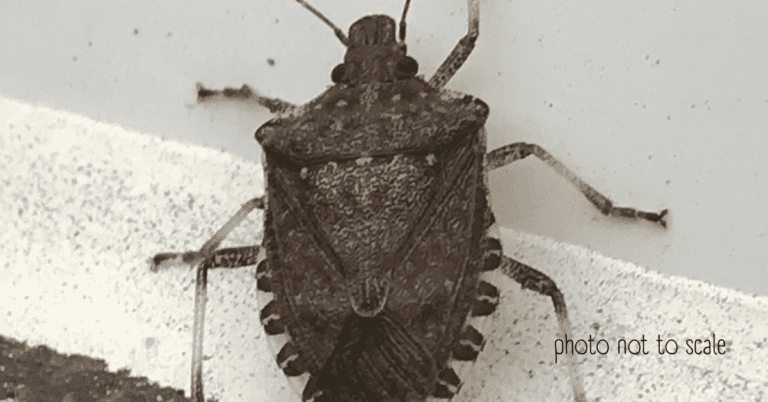 Basement Bugs Identification: 12 Bugs You'll Find in a Basement Basement Bugs Identification: 12 Bugs You'll Find in a Basement
