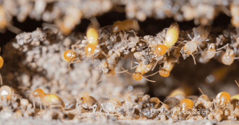 Basement Bugs Identification: 12 Bugs You'll Find in a Basement