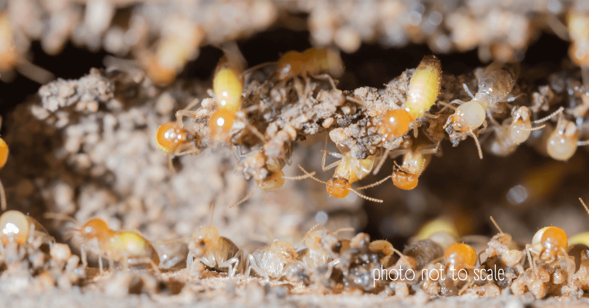 Basement Bugs Identification: 12 Bugs You'll Find in a Basement Basement Bugs Identification: 12 Bugs You'll Find in a Basement