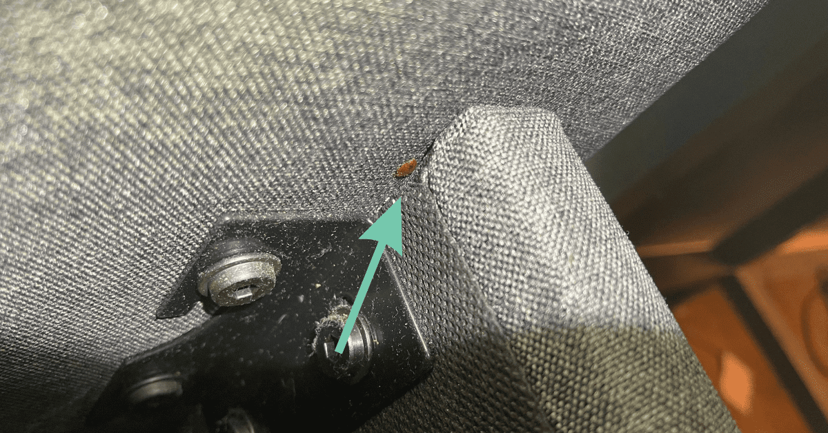 Scabies Vs Bed Bugs Quick Guide To Spot The Differences