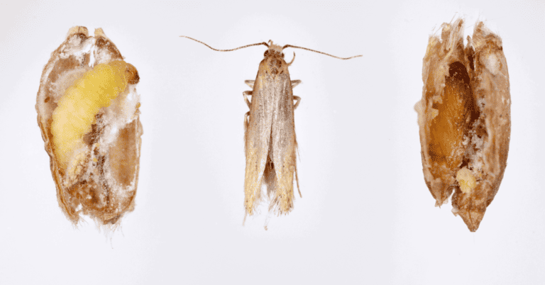 10 Examples of Bugs in Flour - A Mini Guide