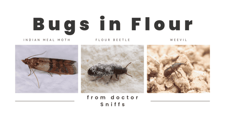 10 Examples of Bugs in Flour - A Mini Guide