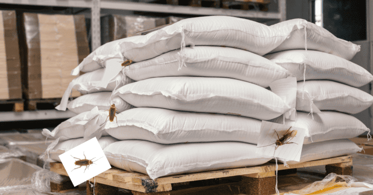 10 Examples of Bugs in Flour - A Mini Guide