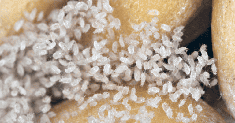 10 Examples of Bugs in Flour - A Mini Guide