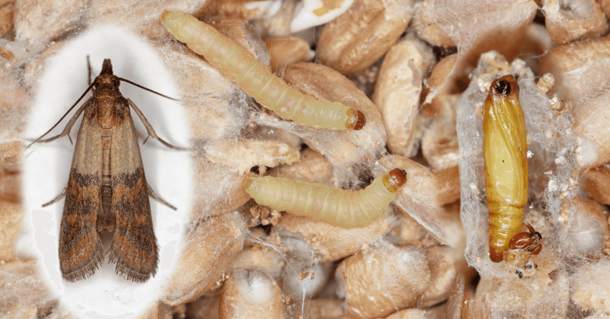 10 Examples of Bugs in Flour - A Mini Guide