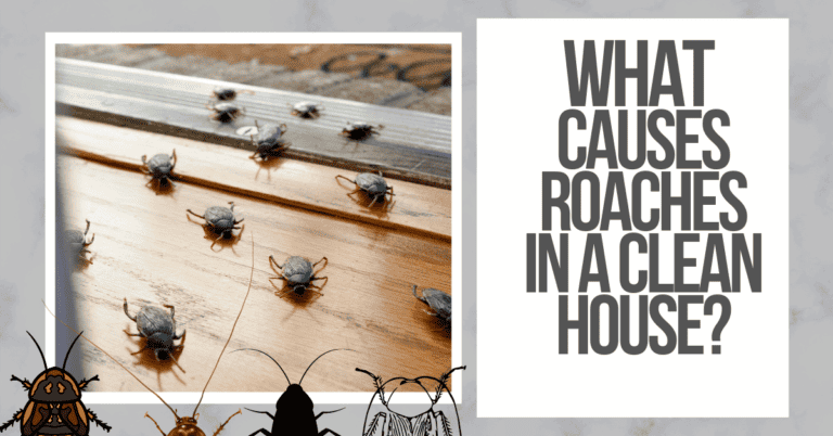 What Causes Roaches in a Clean House? Some Will Surprise You!