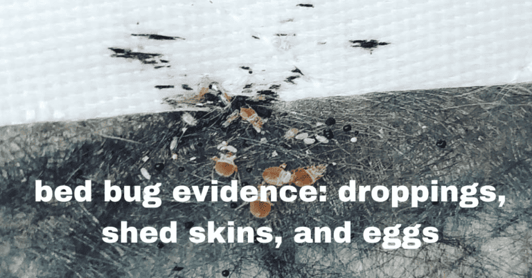 How to Spot Bed Bugs in Your Home: Bed Bug Detection Guide